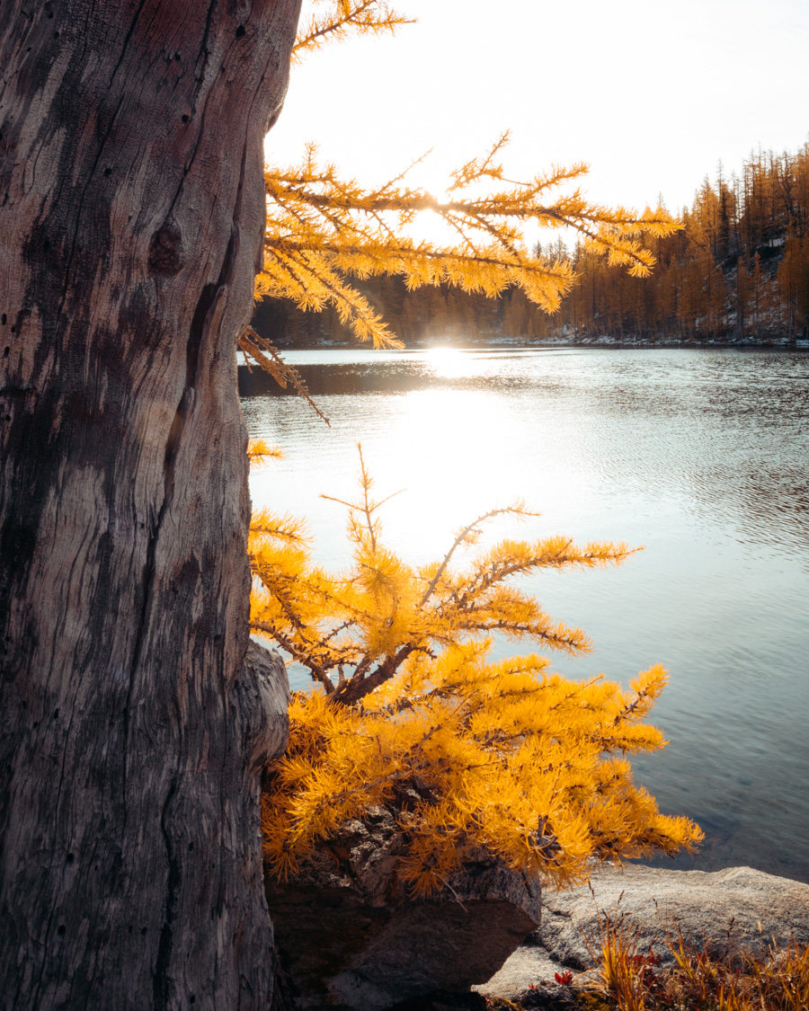 The Ultimate Guide to Washington Fall Hikes (Larch Trails + Autumn ...