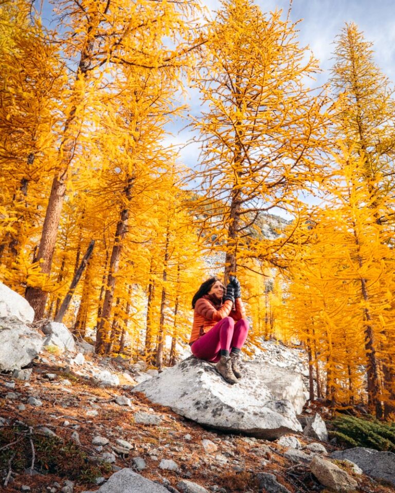 Washington Larch Timing: Historical Windows + How to Pick Your Week ...