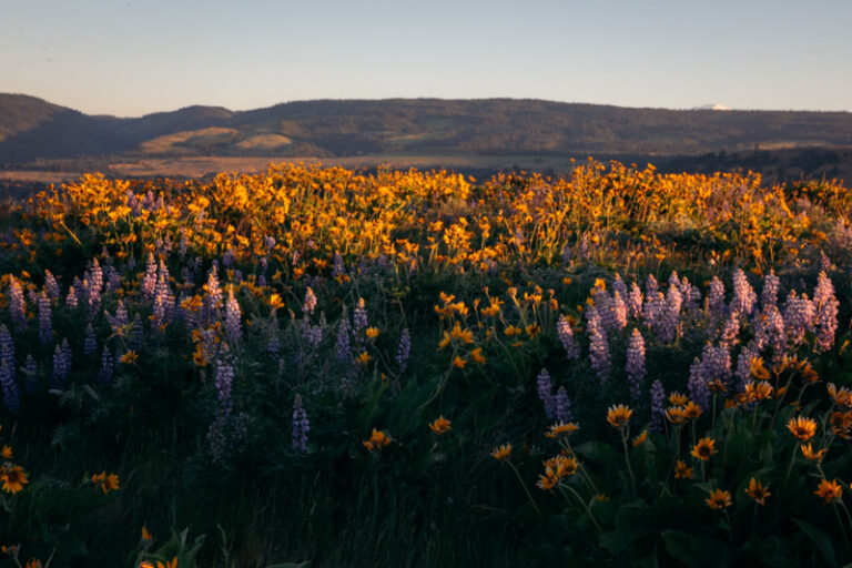 Best Spring Wildflower Hikes in the Columbia River Gorge - The Trekking ...